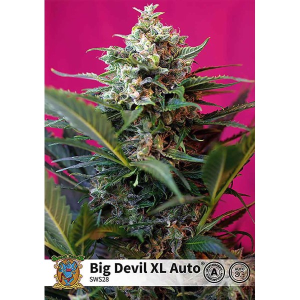 Big Devil XL | Semillas de marihuana Autoflorecientes