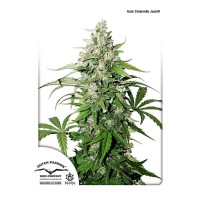 Compra Auto Cinderella Jack Dutch Passion | Auto Cinderella Jack barata
