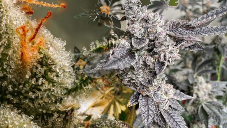 Gelato #33 | Strain Review | Experiencia Natural