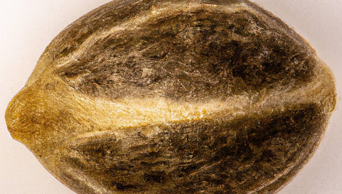 Cannabis seed preservation: Tips & Tricks | Experiencia Natural