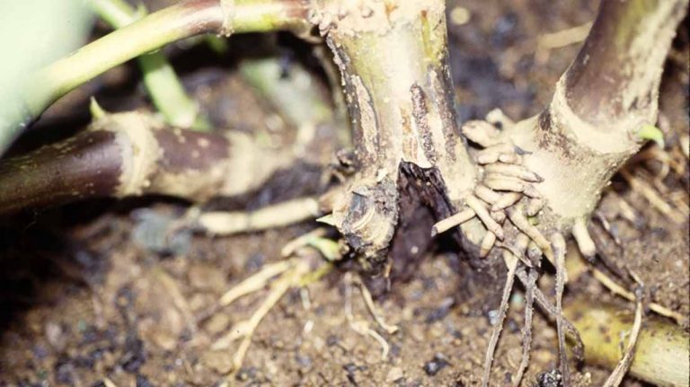 Fungo Pythium | Pragas da Canábis