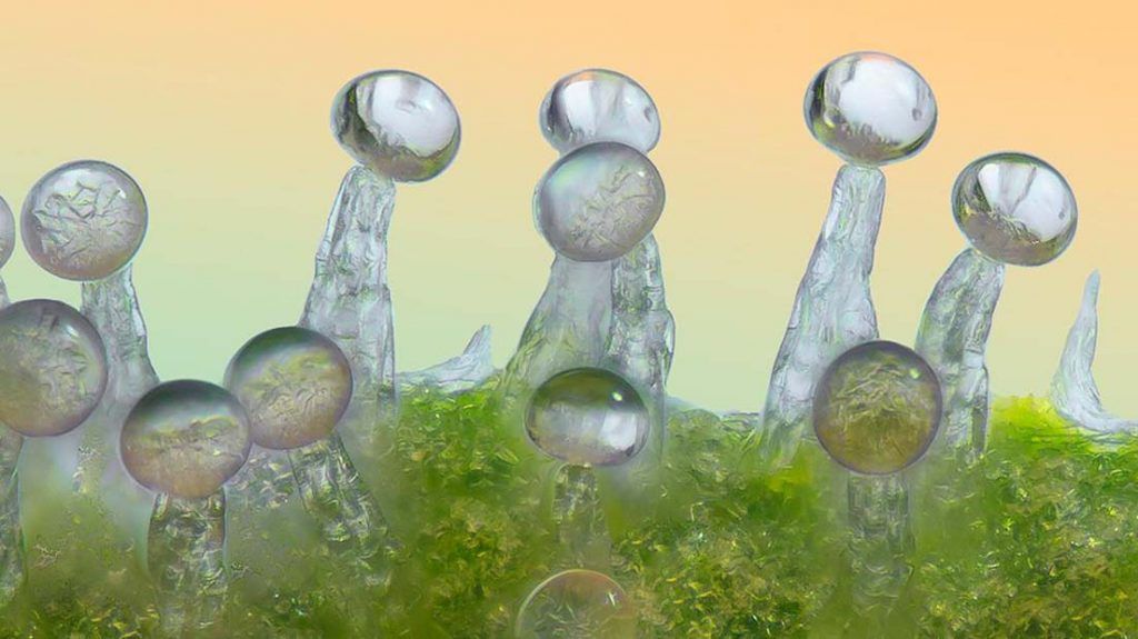 Tricomas de la marihuana ¿En qué consisten?