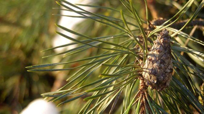 Descubriendo el terpeno pineno, el más herbal | Experiencia Natural