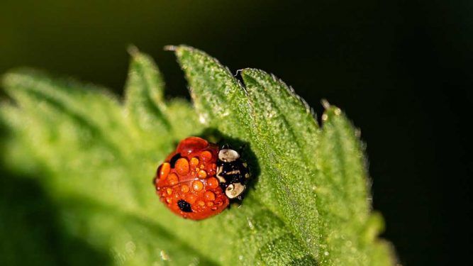 Insectos beneficiosos para la marihuana