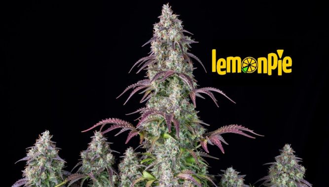 Best Citrus Strains | Top 10 Cannabis Citrusy Varieties